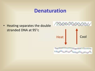 Types of PCR | PPTX