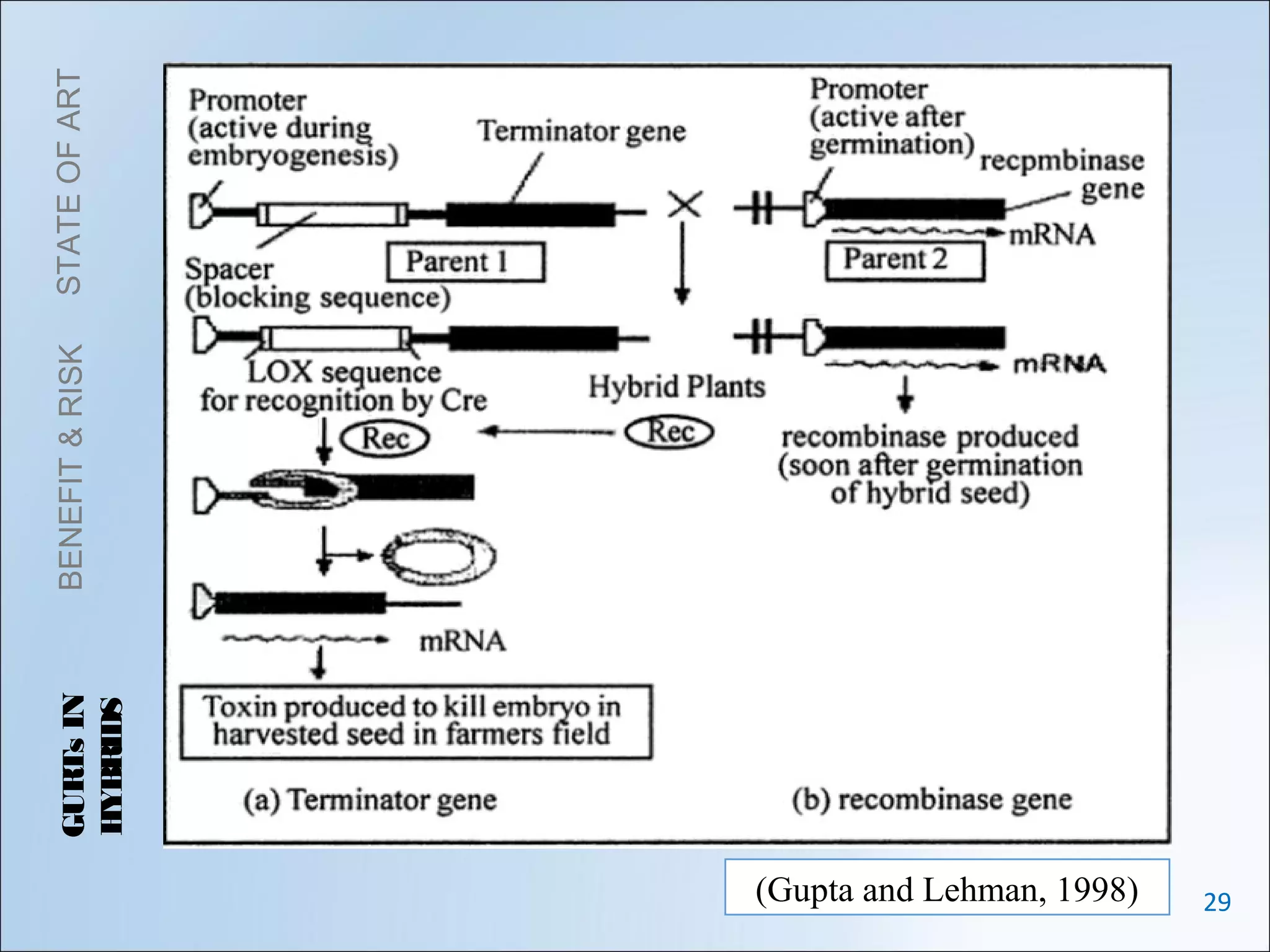 genetic use restriction technology ppt | PPT