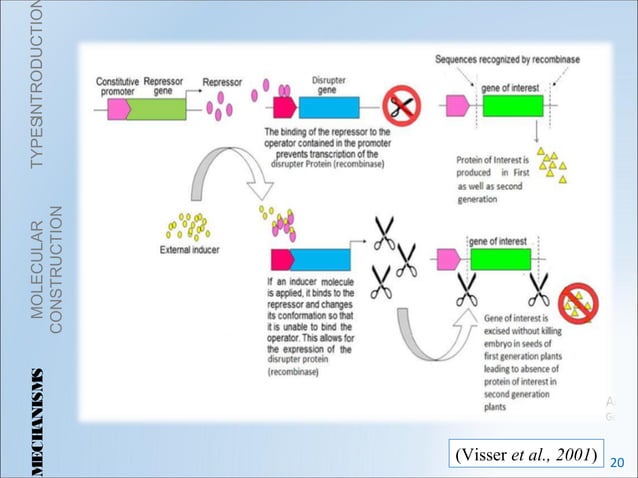 genetic use restriction technology ppt | PPT | Agriculture | Industries