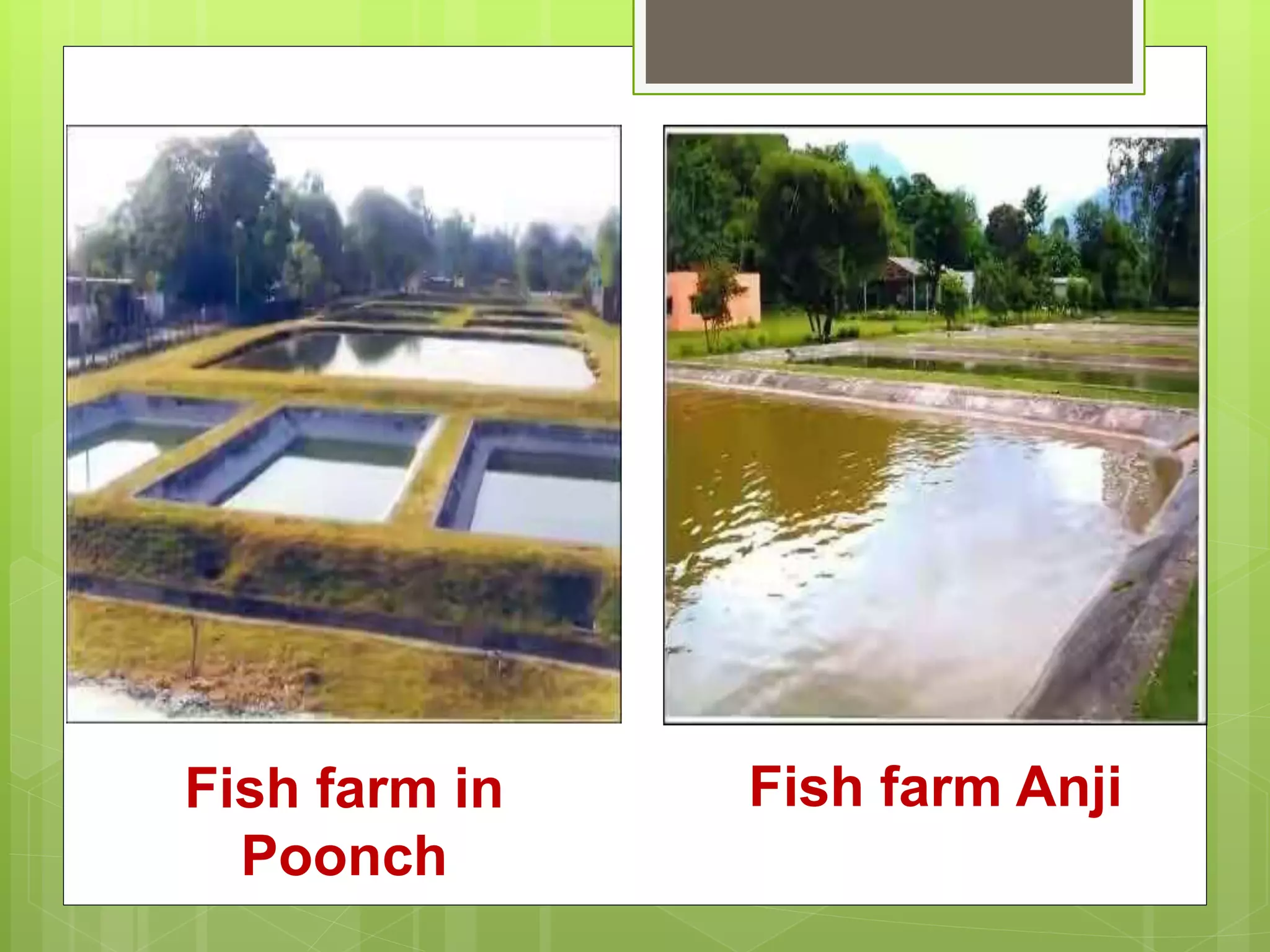 FISHERIES OF JAMMU AND KASHMIR By MOHSIN ALI | PPTX