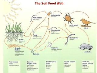Swamp Food Chain