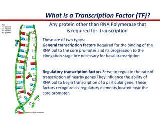 Transcription factors as key regulators of gene expression | PPT
