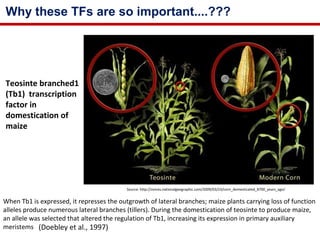 Transcription factors as key regulators of gene expression | PPT