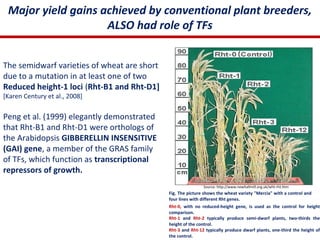 Transcription factors as key regulators of gene expression | PPT