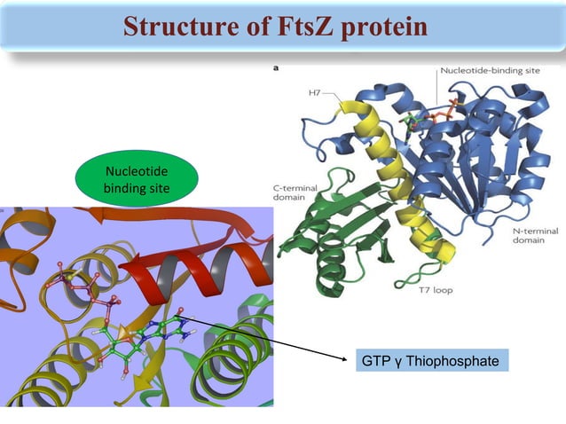 Exploration of a potential FtsZ inhibitors as new scaffolds by Ligand ...