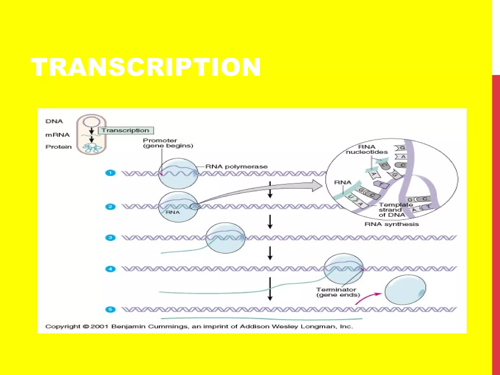 MICROBIAL GENETICS | PPT