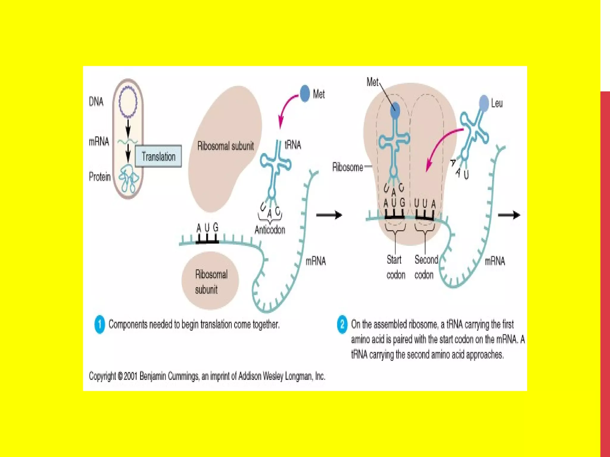 MICROBIAL GENETICS | PPT