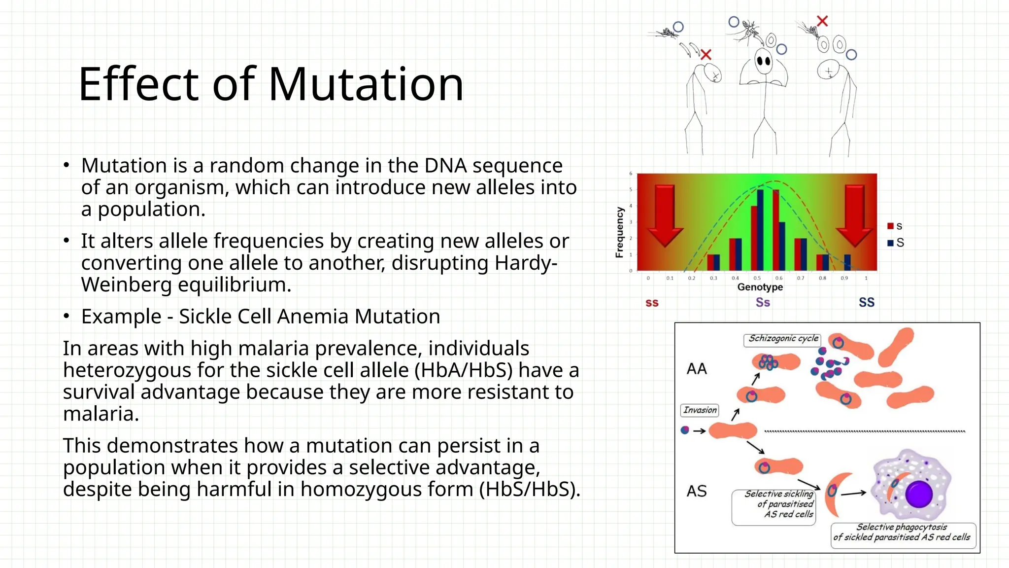 Hardy-Weinberg Principle and Effects of Evolutionary Forces.pptx