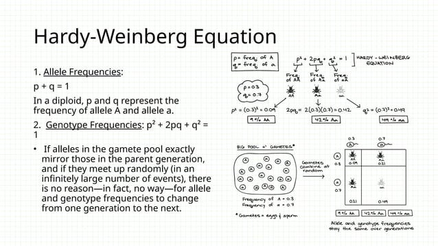 Hardy-Weinberg Principle and Effects of Evolutionary Forces | PPTX