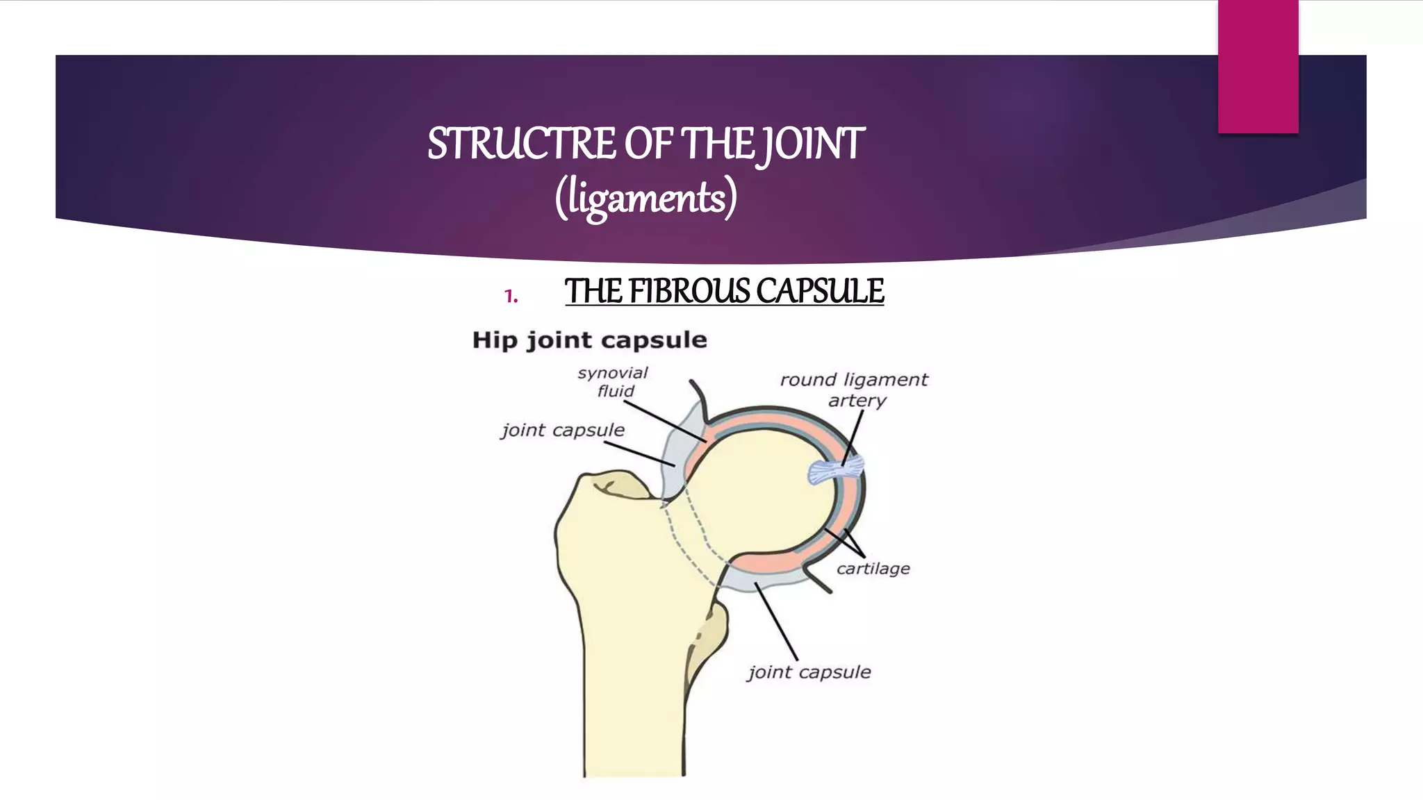biomechanics of hip joint | PPT