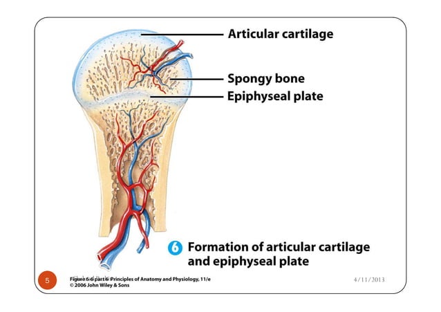 Final gigantism. | PPT
