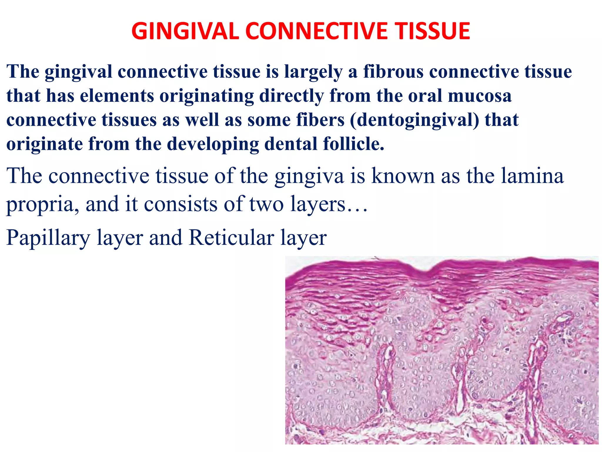 gingival connective tissue | PPTX