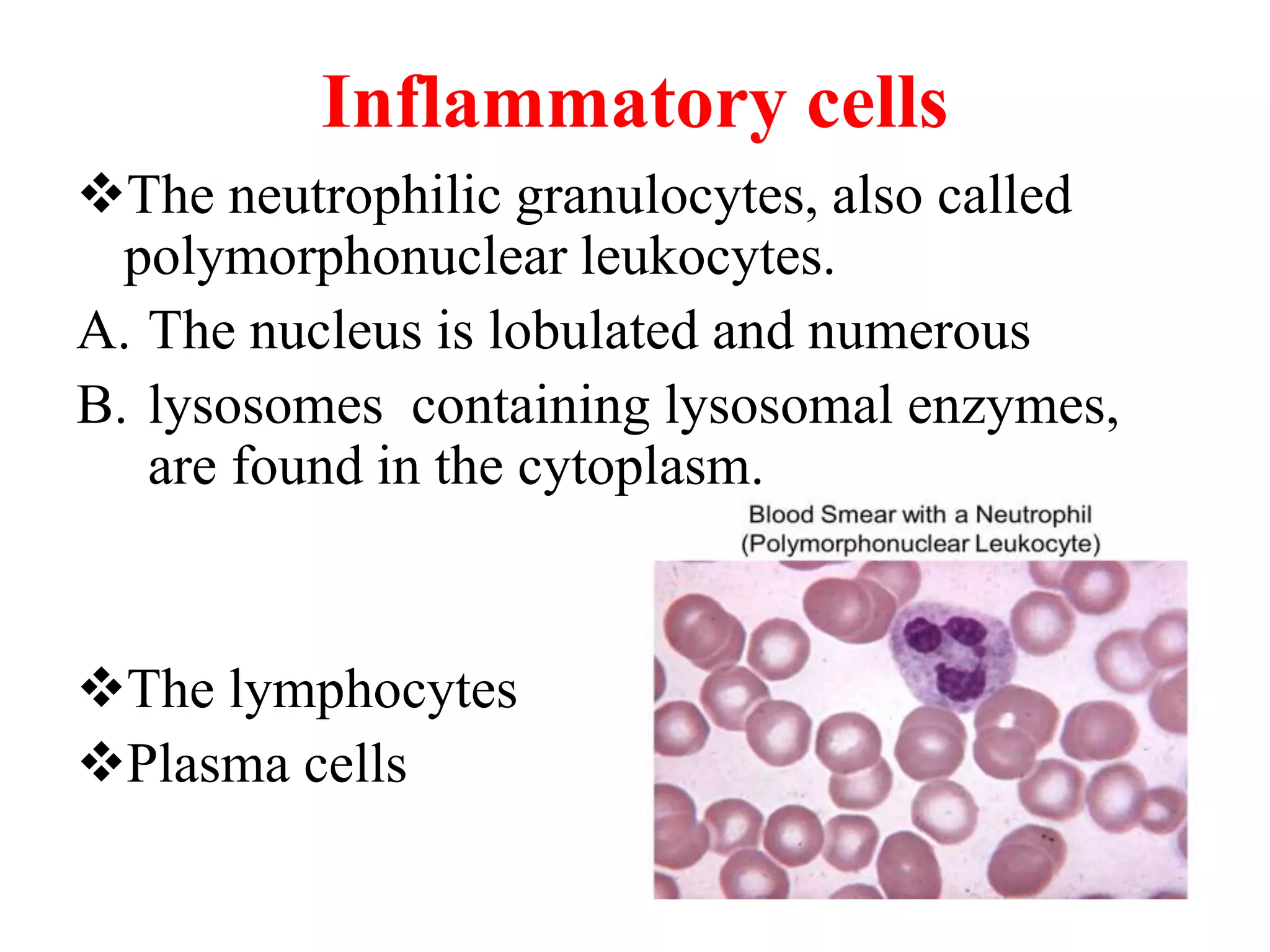 gingival connective tissue | PPTX