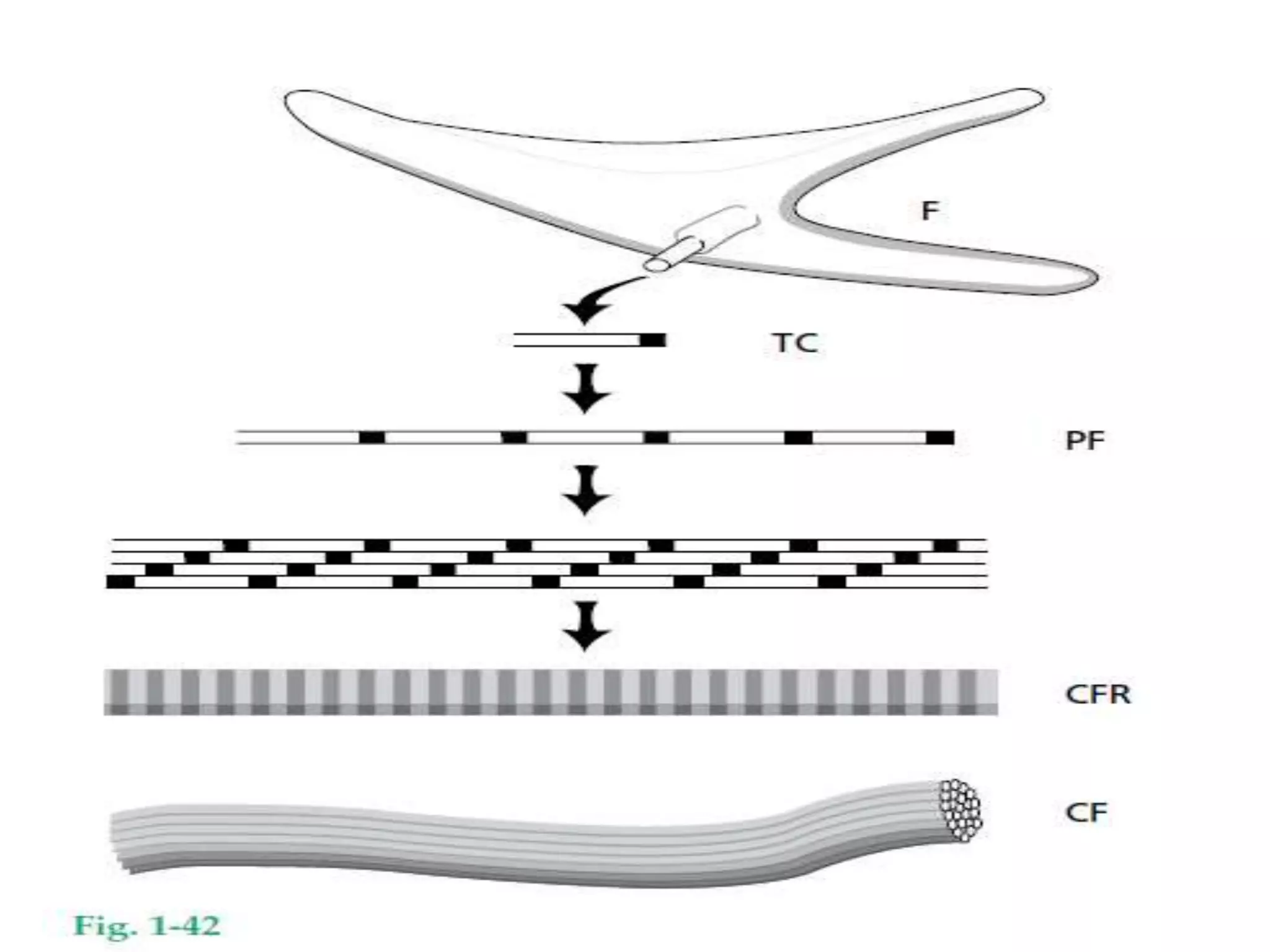 gingival connective tissue | PPTX