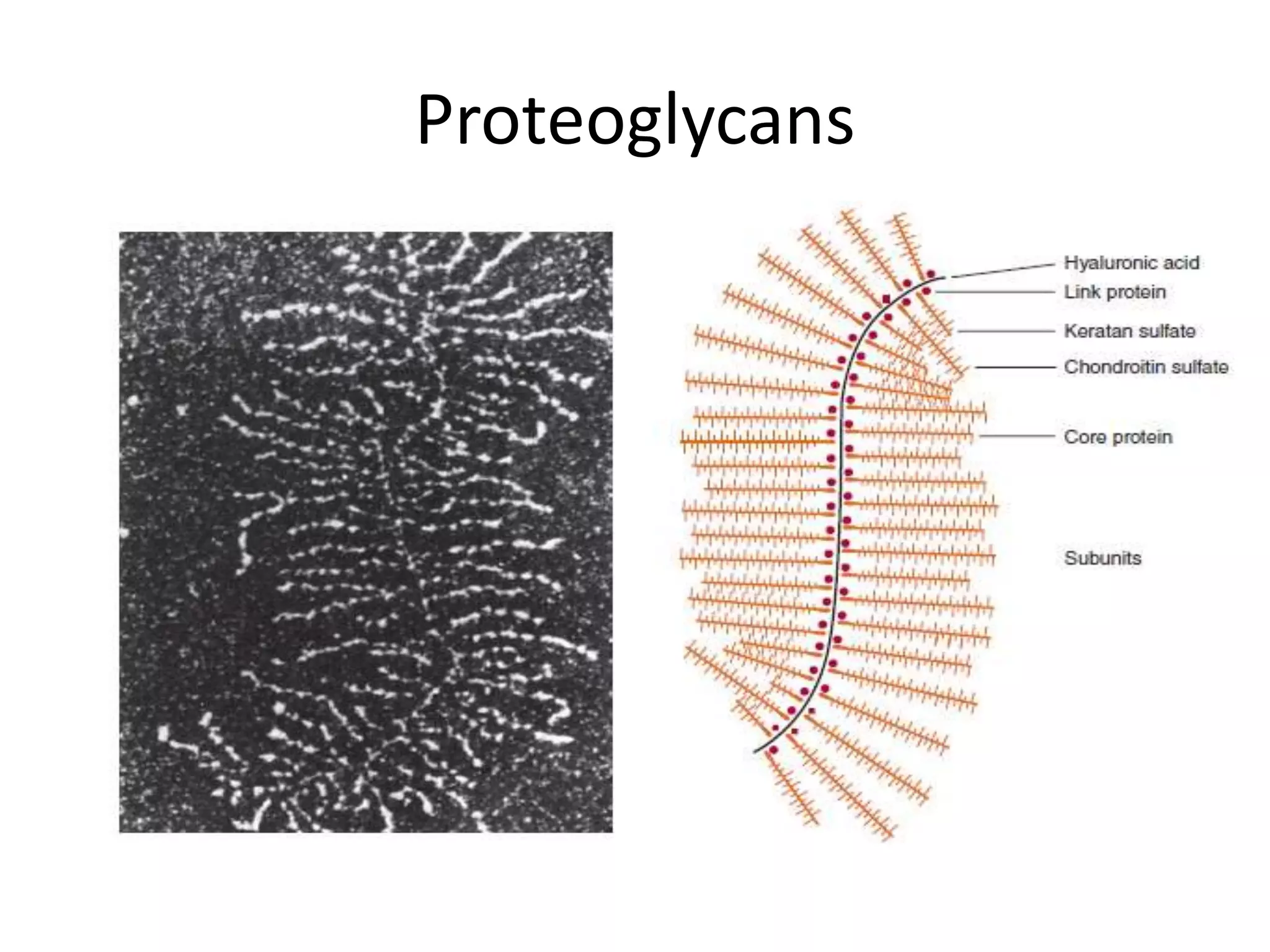 gingival connective tissue | PPTX