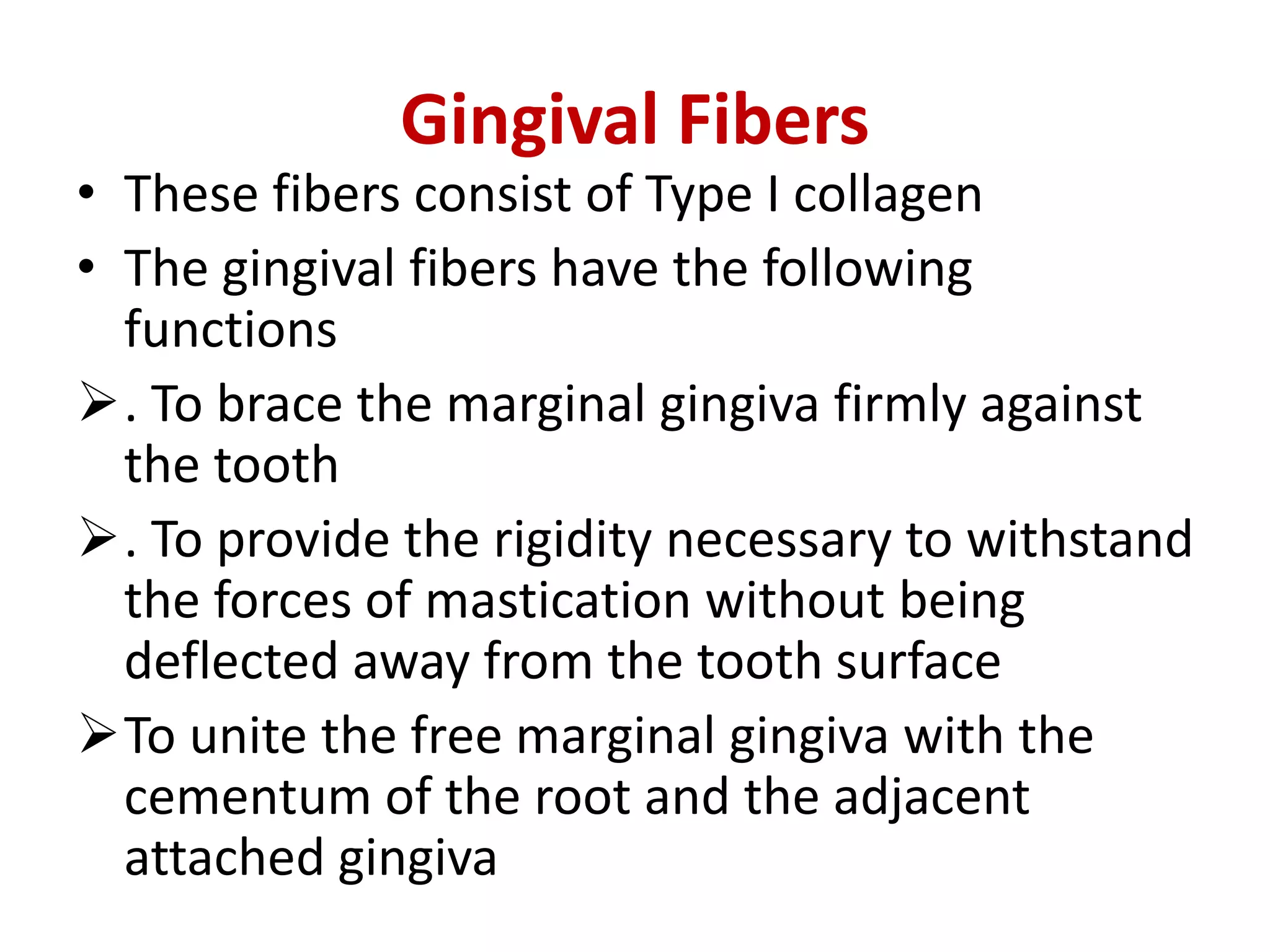 gingival connective tissue | PPTX