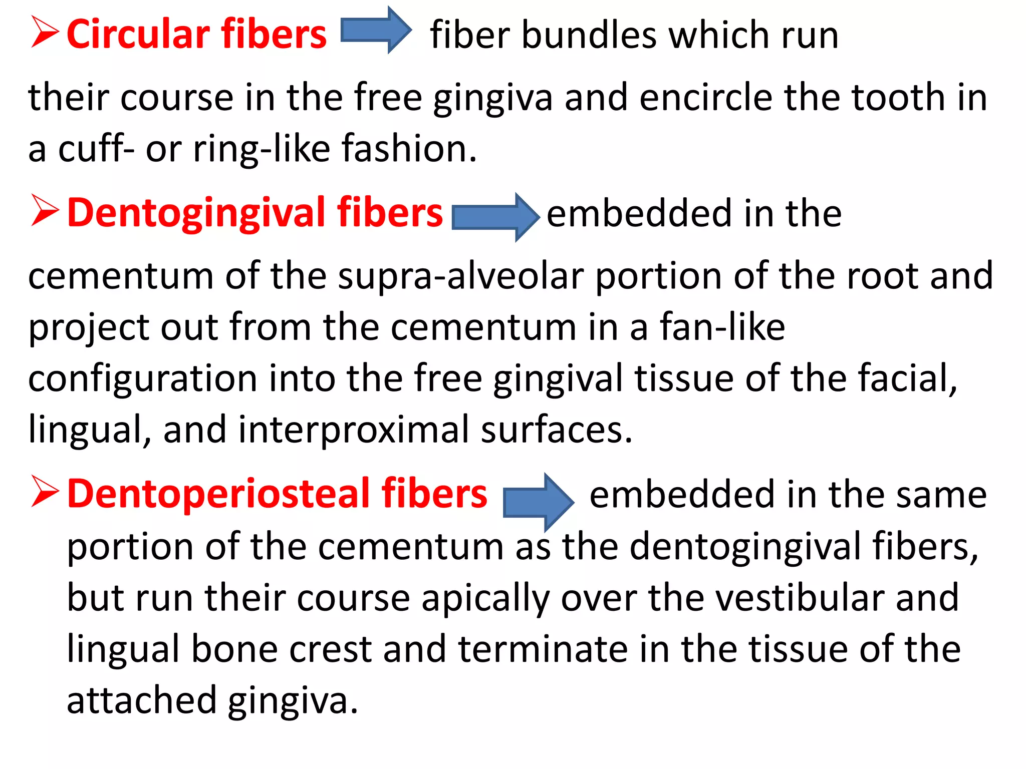 gingival connective tissue | PPTX