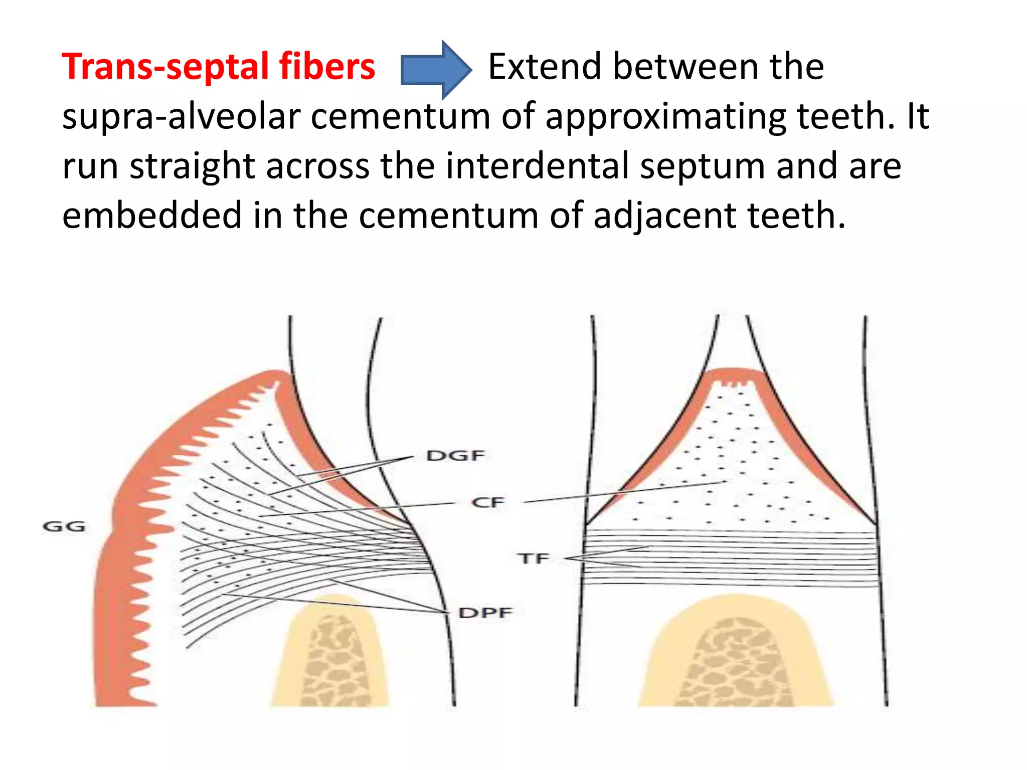 gingival connective tissue | PPTX