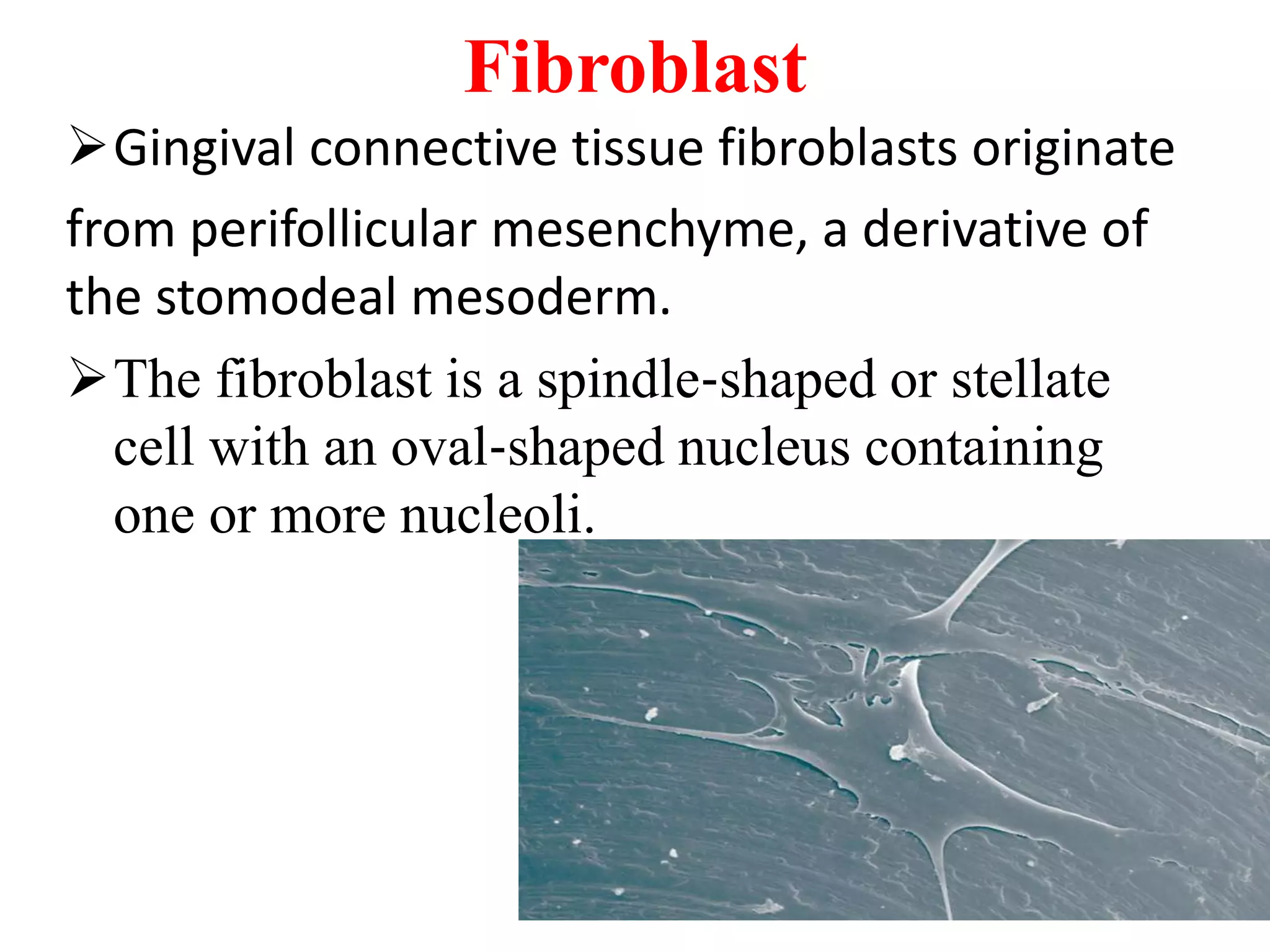 gingival connective tissue | PPTX