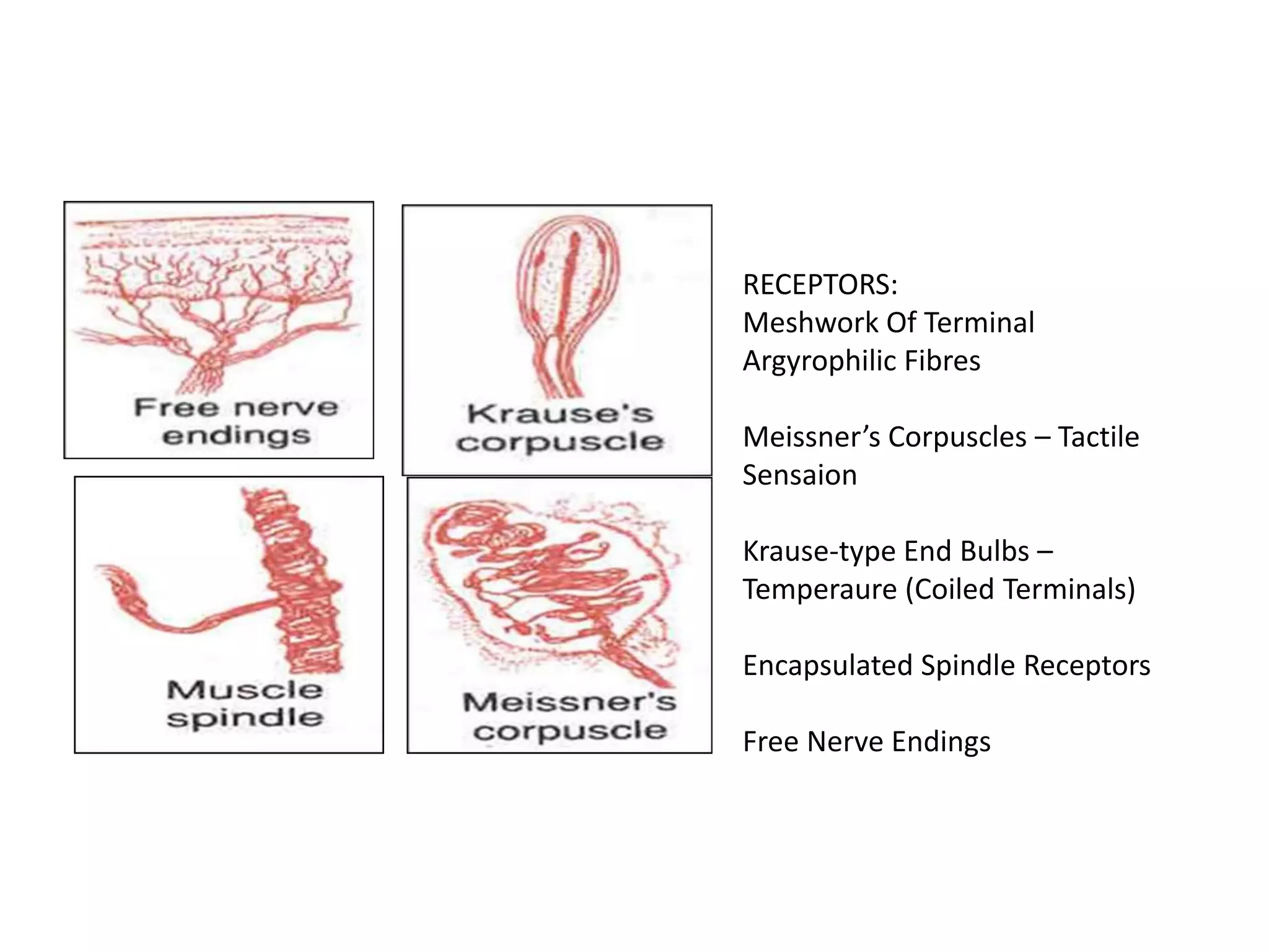 gingival connective tissue | PPTX
