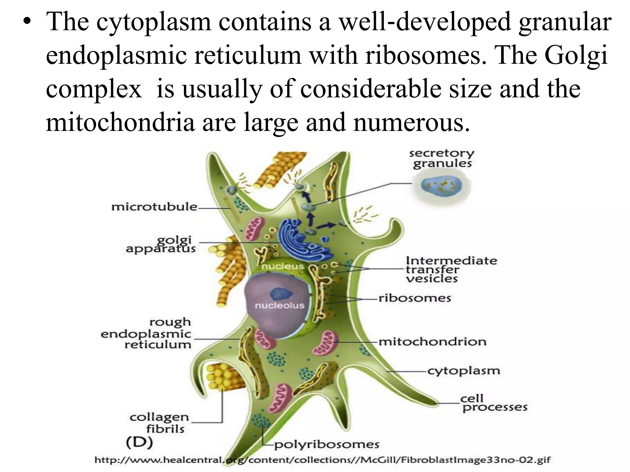 gingival connective tissue | PPTX