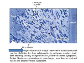 gingival connective tissue | PPTX