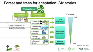 Leveraging the power of forest and trees for transformative adaptation ...