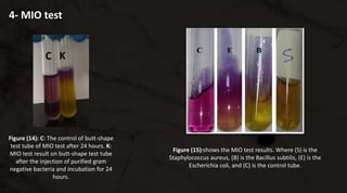 Antagonistic activity of some bacterial species against A. niger | PPTX