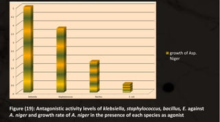 Antagonistic activity of some bacterial species against A. niger | PPT