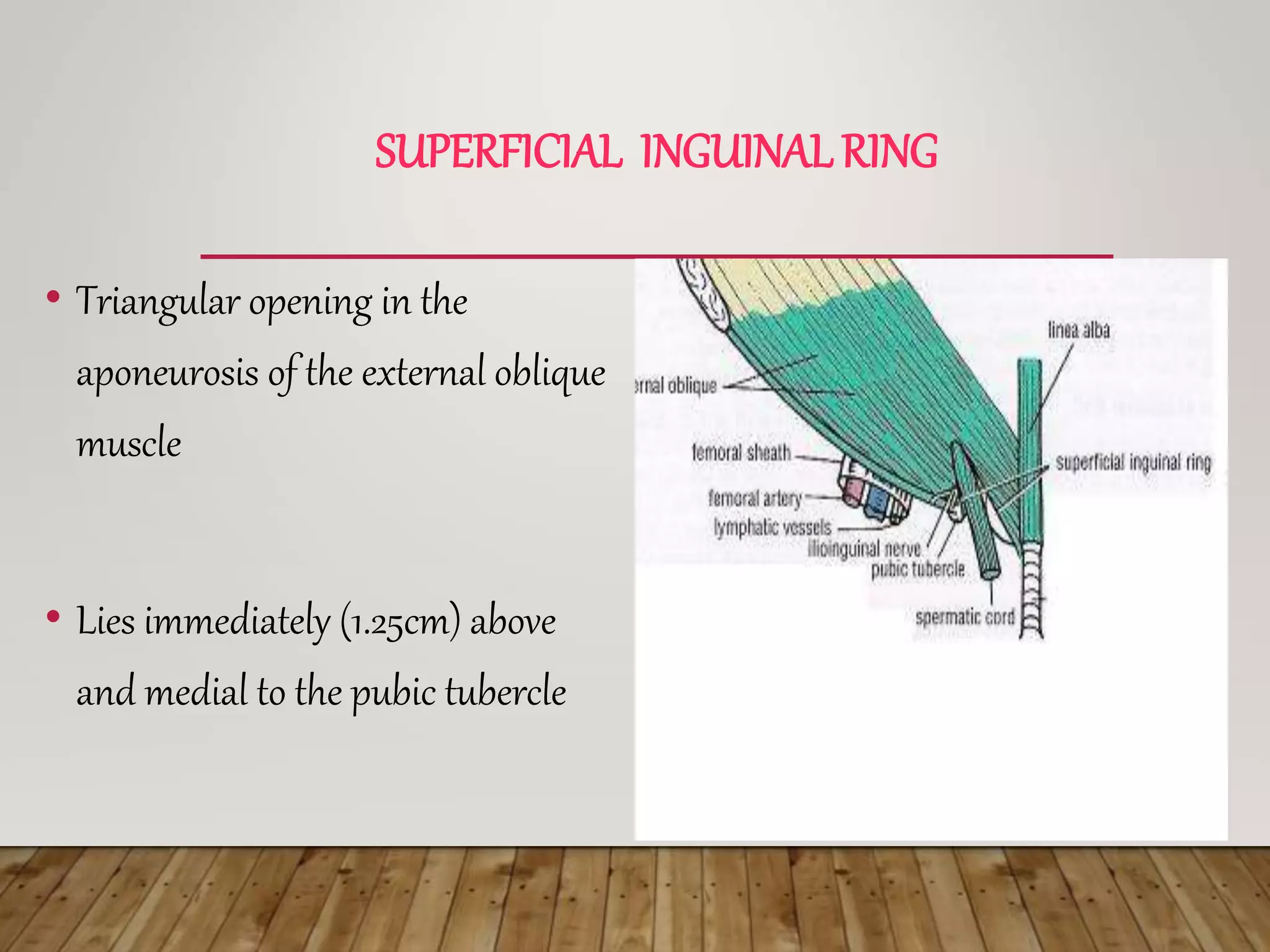 INGUINAL HERNIA HERNIA.ppt
