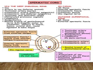 Inguinal Canal Borders Mnemonic