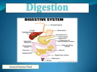 Final gs ch p digestion | PPT