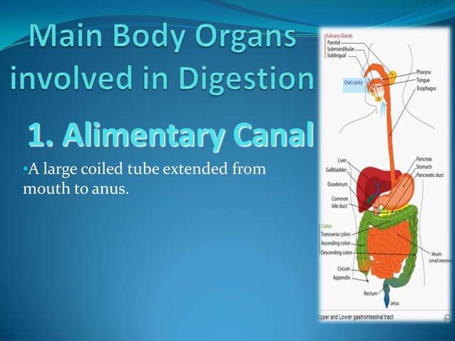 Final gs ch p digestion | PPT