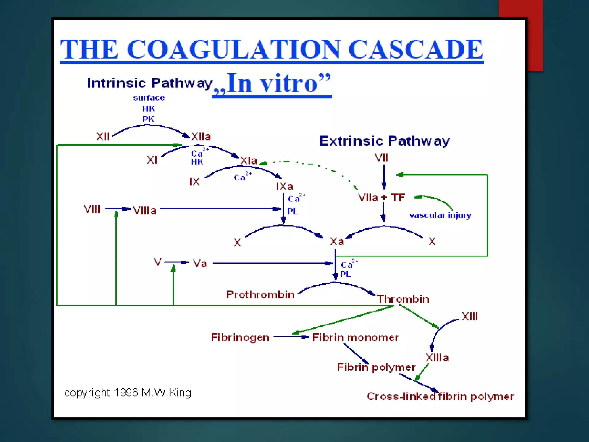 Laboratory investigations in coagulation disorders | PPTX