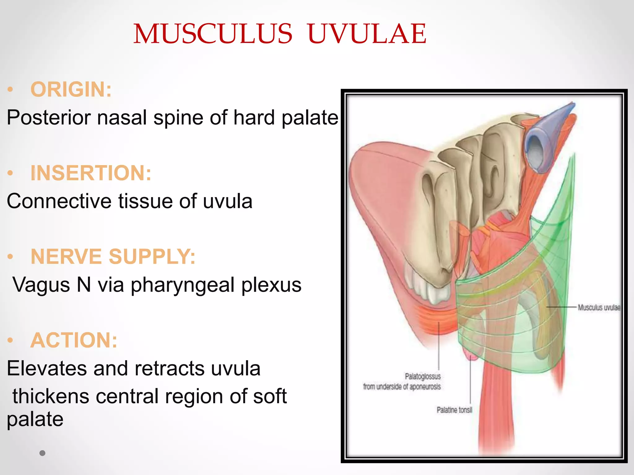 hard and soft palate | PPTX