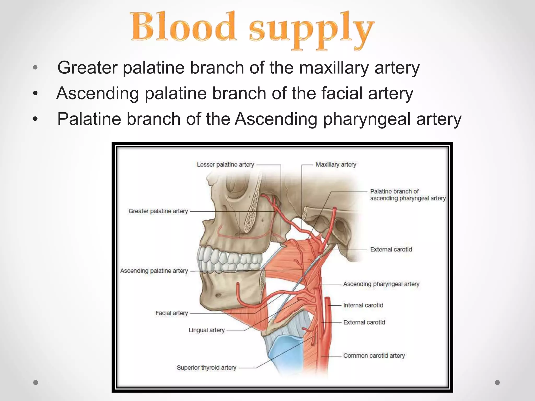 hard and soft palate | PPTX | Ear, Nose and Throat Conditions ...