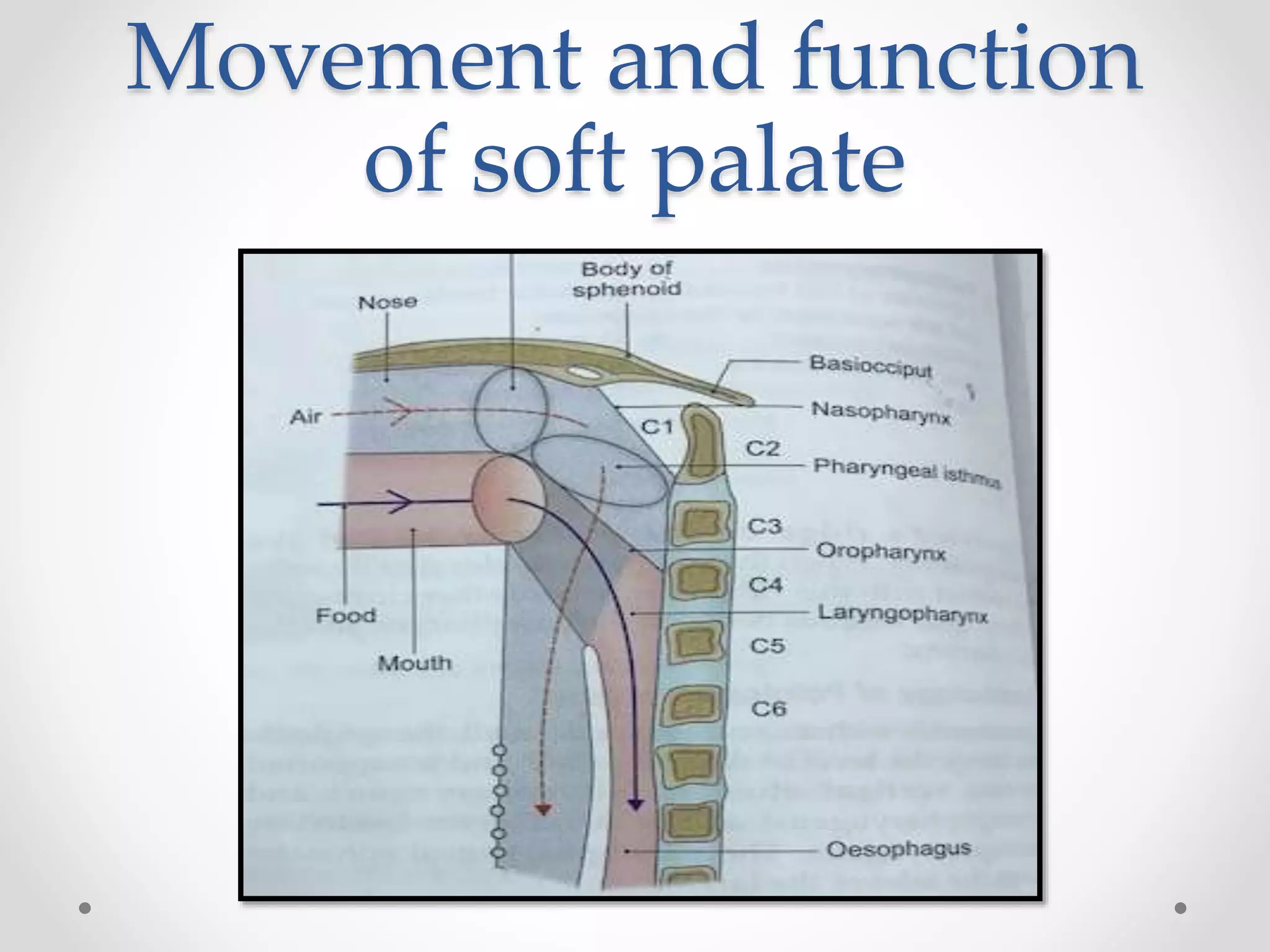 hard and soft palate | PPTX
