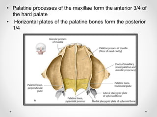 hard and soft palate | PPTX