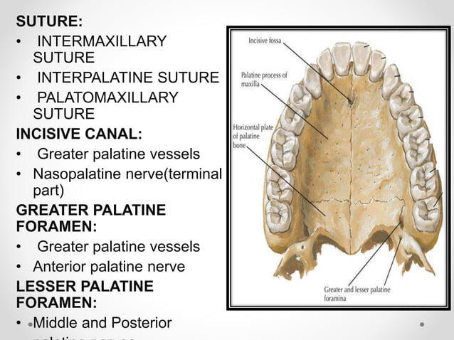 hard and soft palate | PPTX | Ear, Nose and Throat Conditions ...
