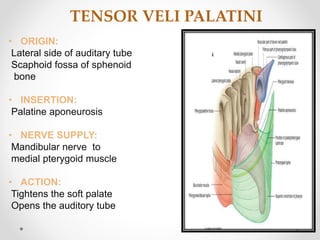 hard and soft palate | PPTX