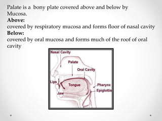 hard and soft palate | PPTX