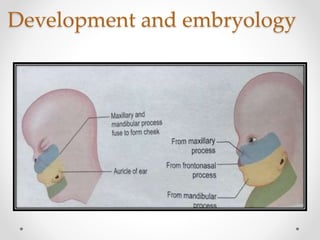 hard and soft palate | PPTX