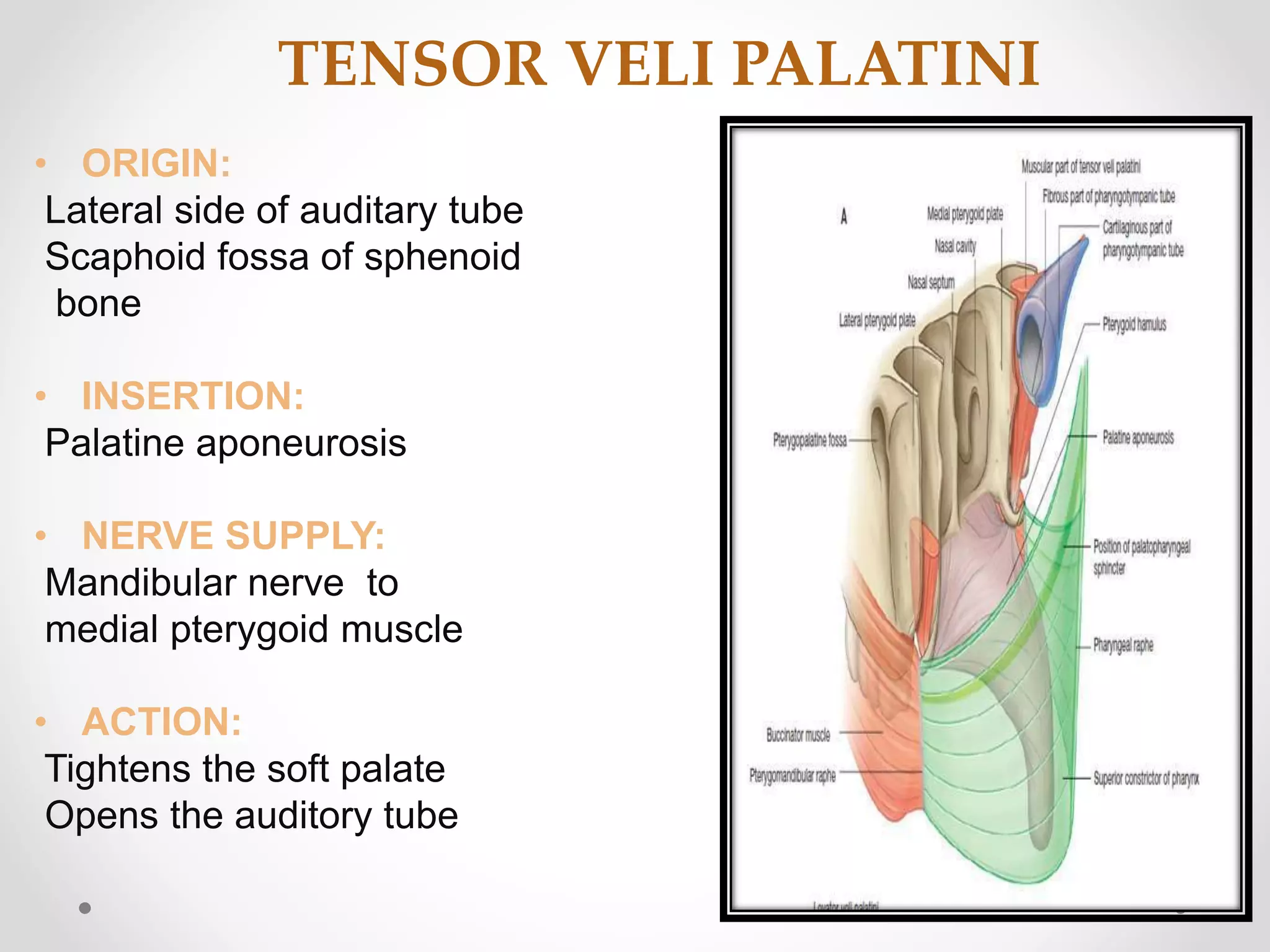 hard and soft palate in prosthodontics | PPTX