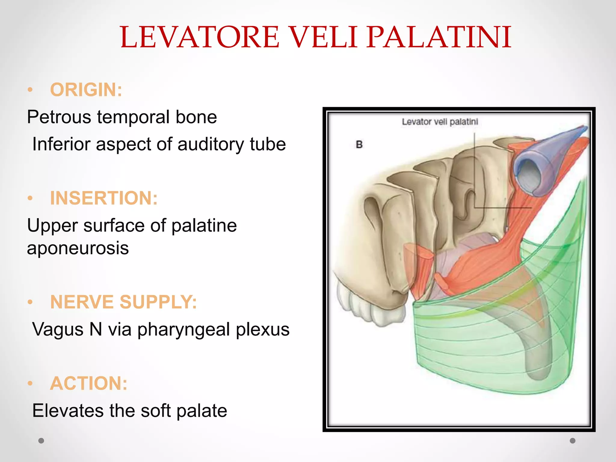 hard and soft palate in prosthodontics | PPTX