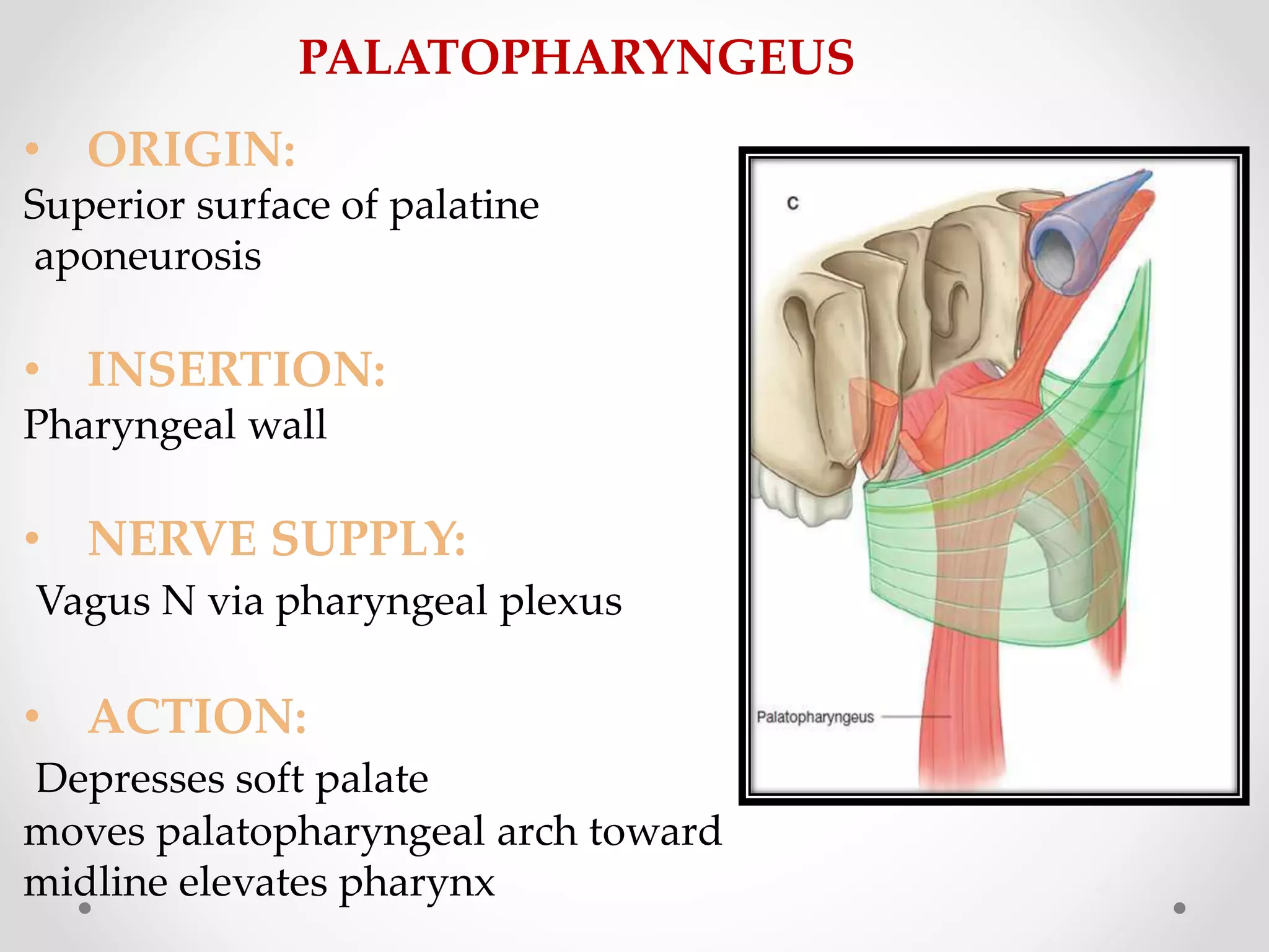 hard and soft palate in prosthodontics | PPTX