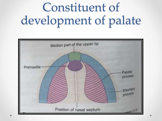 hard and soft palate in prosthodontics | PPTX
