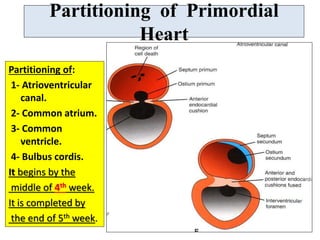 Final heart development.ppt