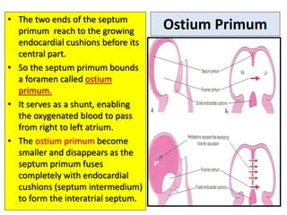 Final heart development.ppt