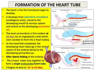 Final heart development.ppt