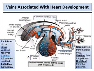 Final heart development.ppt